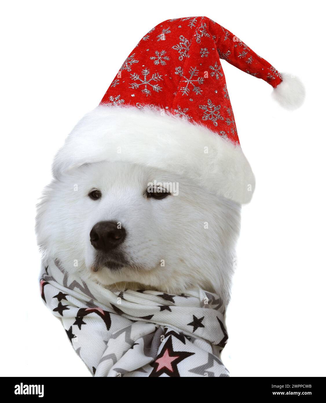 Samoyed with christmas cap hi-res stock photography and images - Alamy