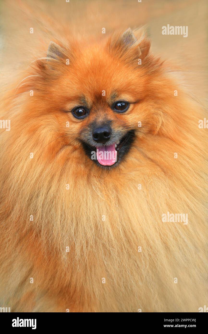 Fox face pomeranian hi-res stock photography and images - Alamy