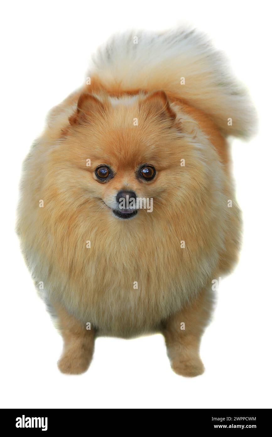 White Pomeranian Fox Cut