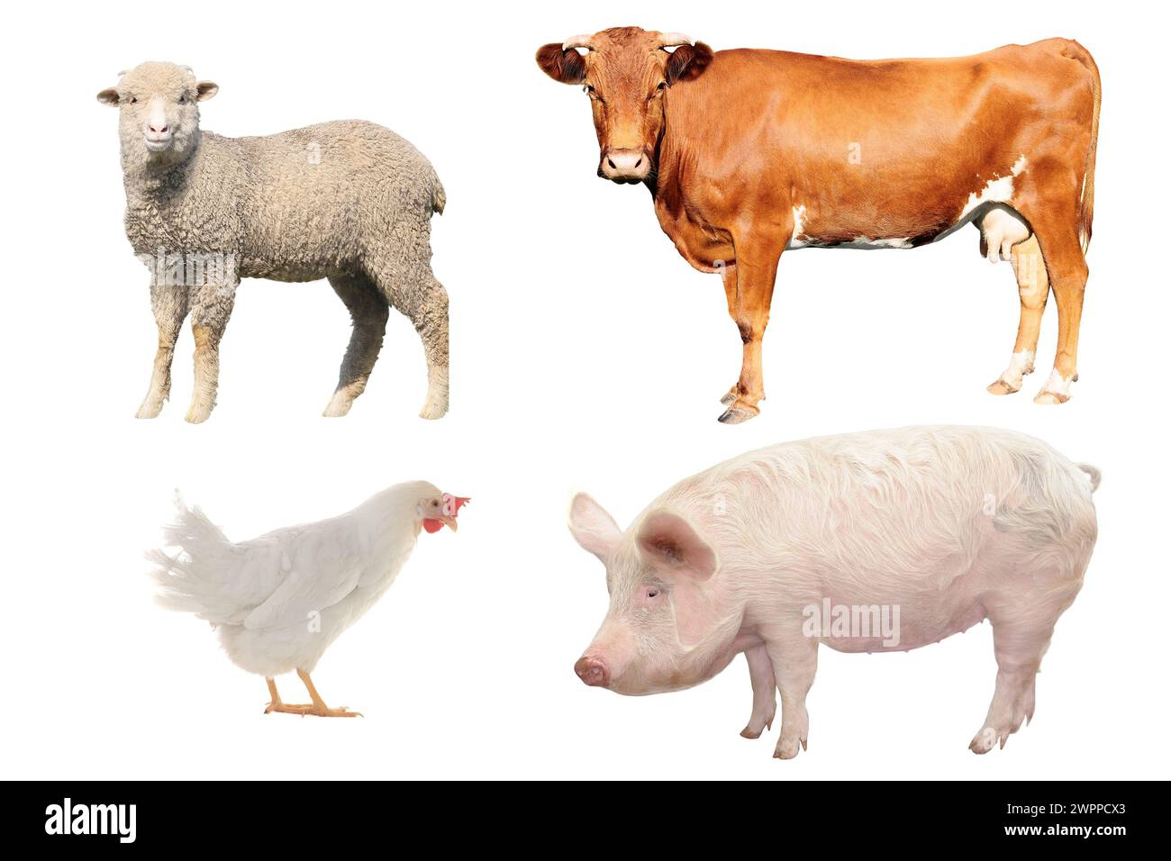 livestock; on a white background Stock Photo - Alamy