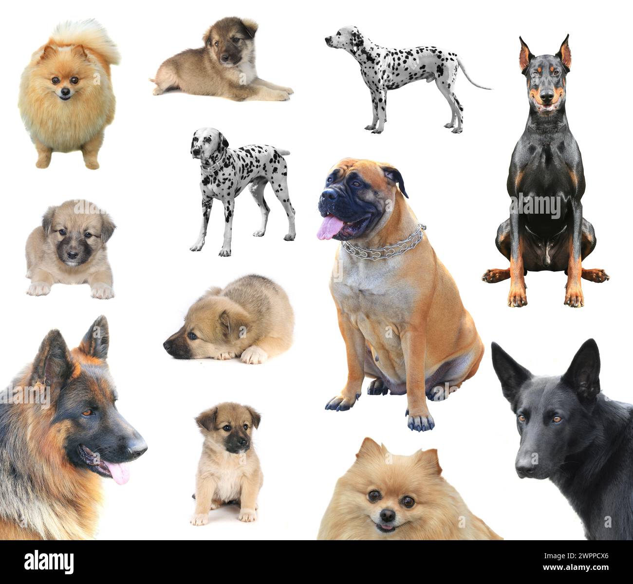 Angry sheep dog hi-res stock photography and images - Alamy