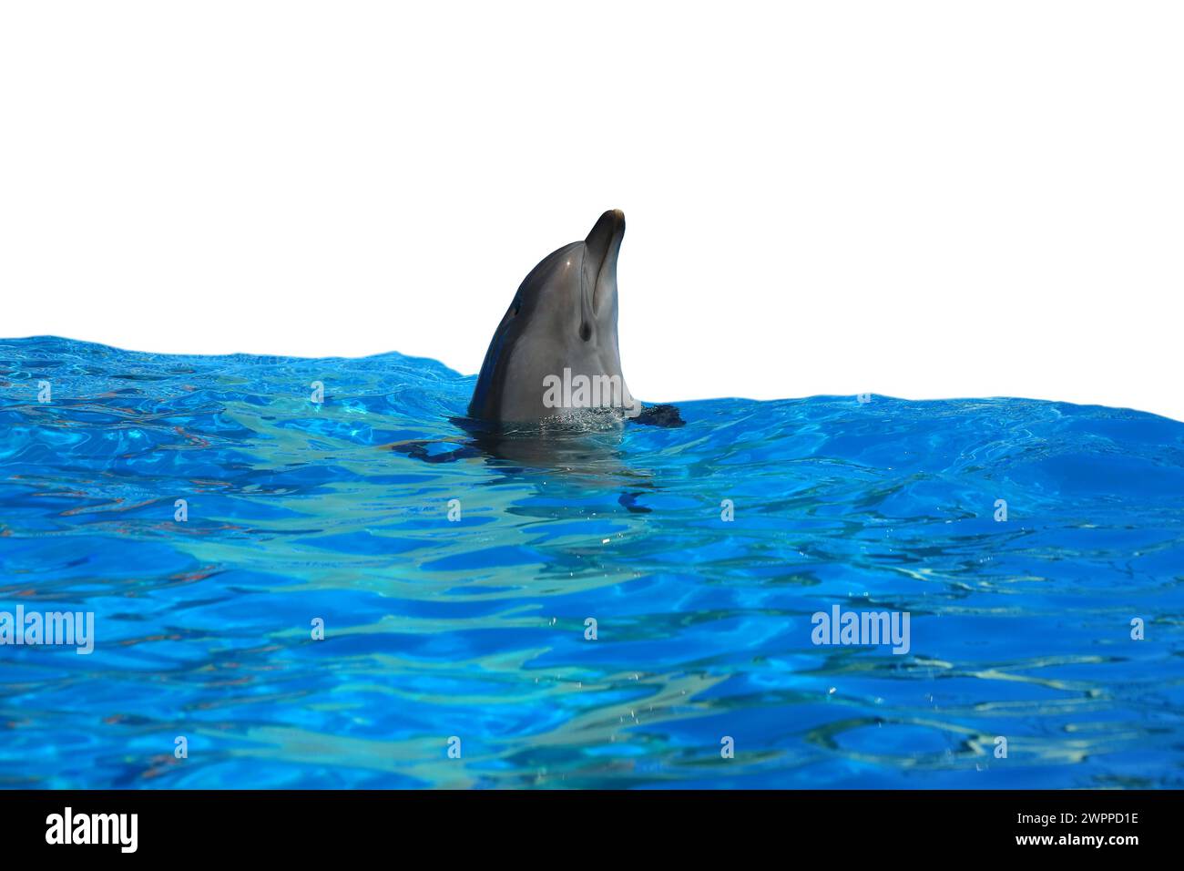 dolphin isolated on a white background Stock Photo - Alamy