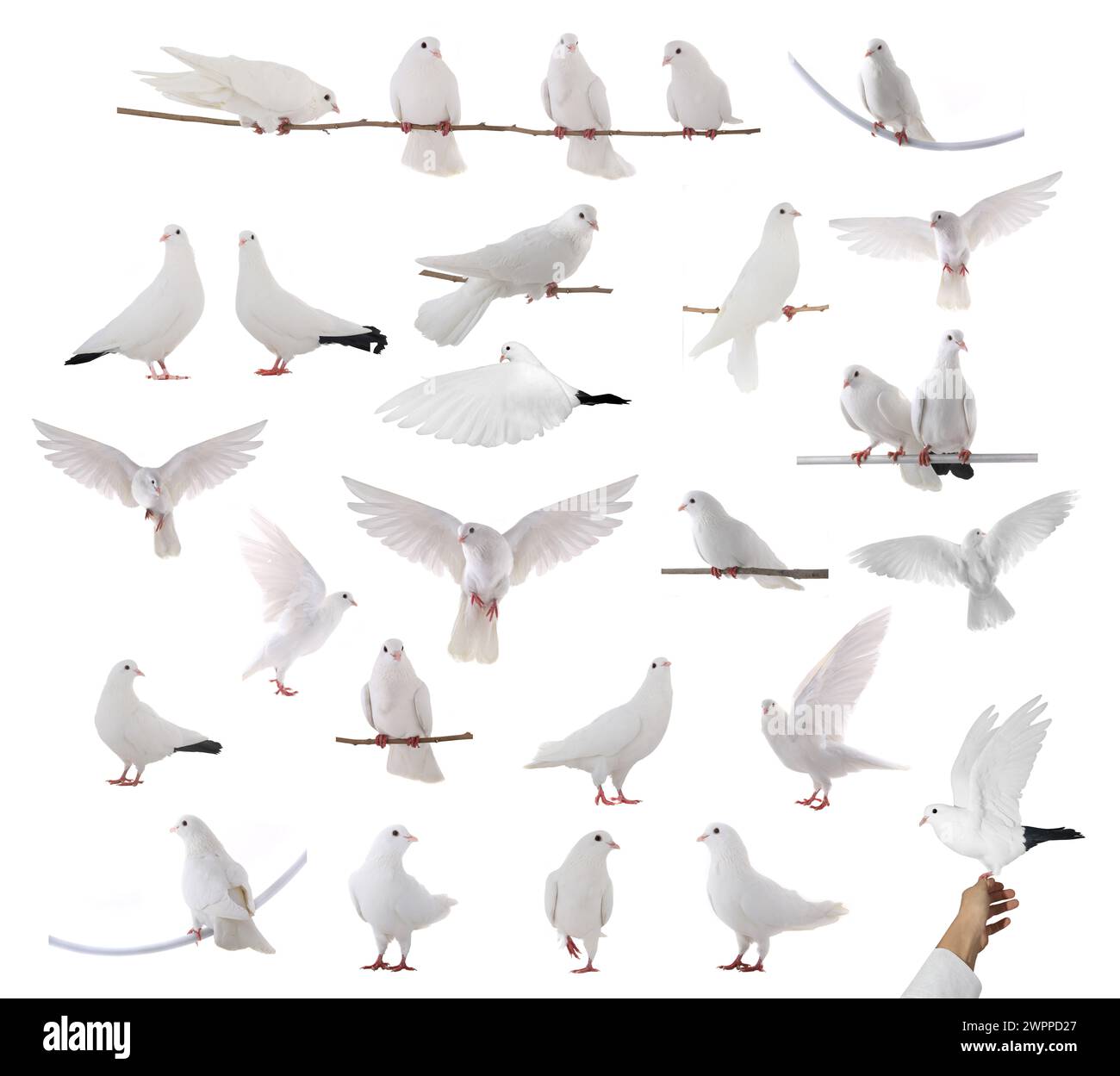 white dove isolated on a white background Stock Photo - Alamy