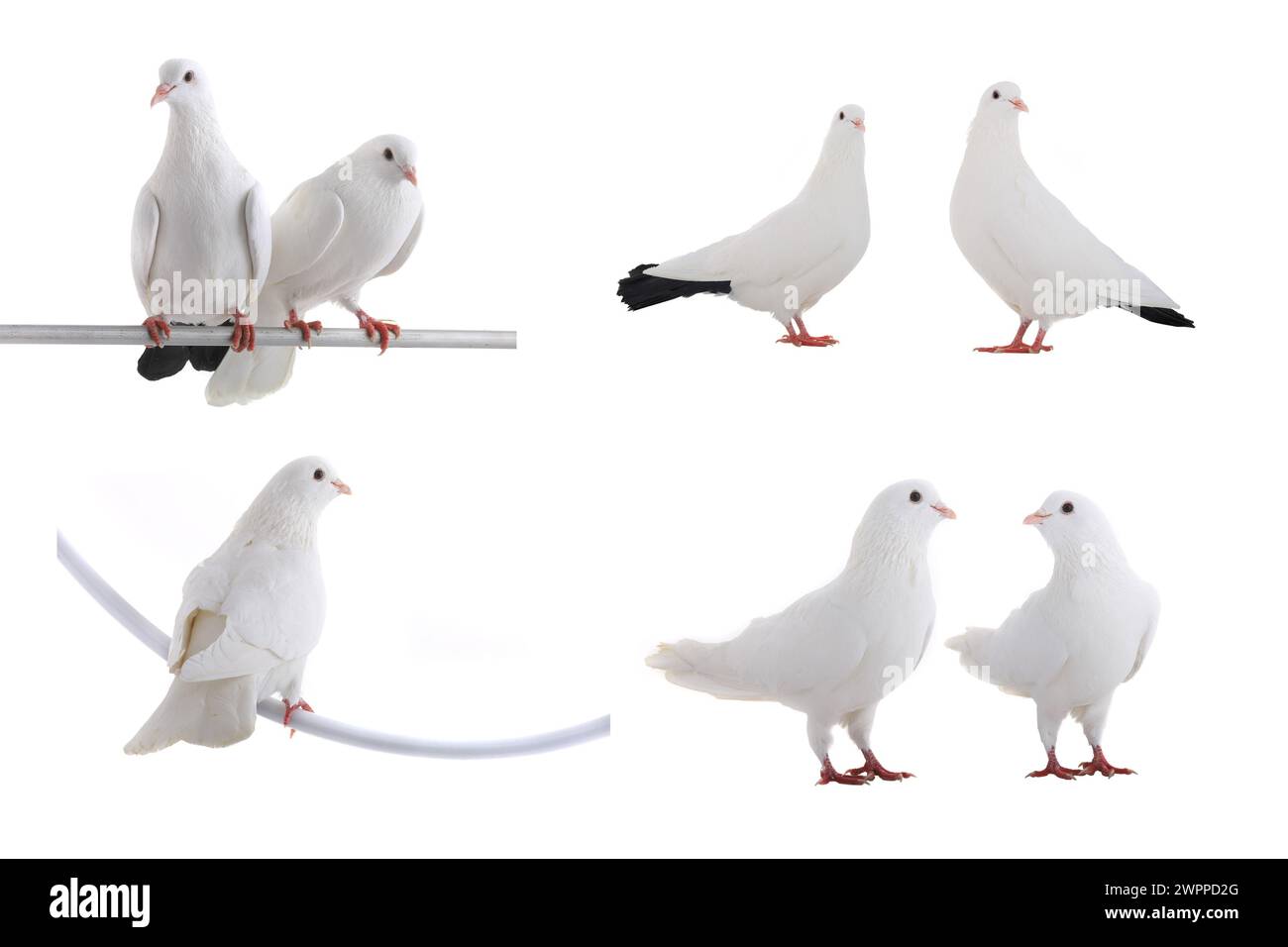 dove isolated on a white background Stock Photo - Alamy