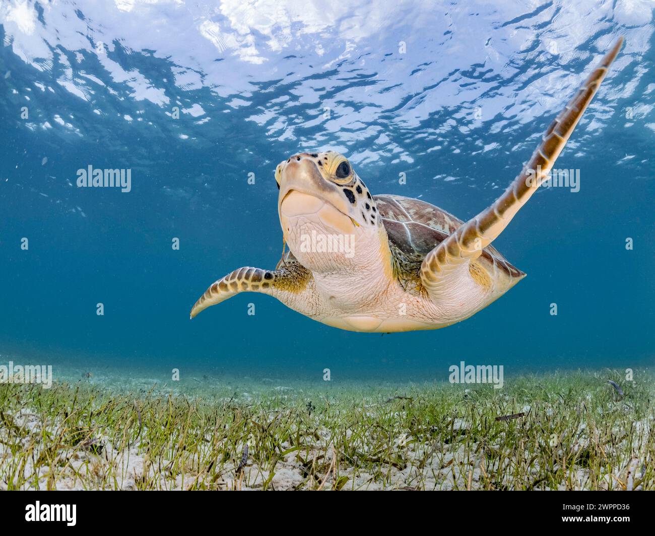 green sea turtle, Chelonia mydas, at feeding ground of turtlegrass ...