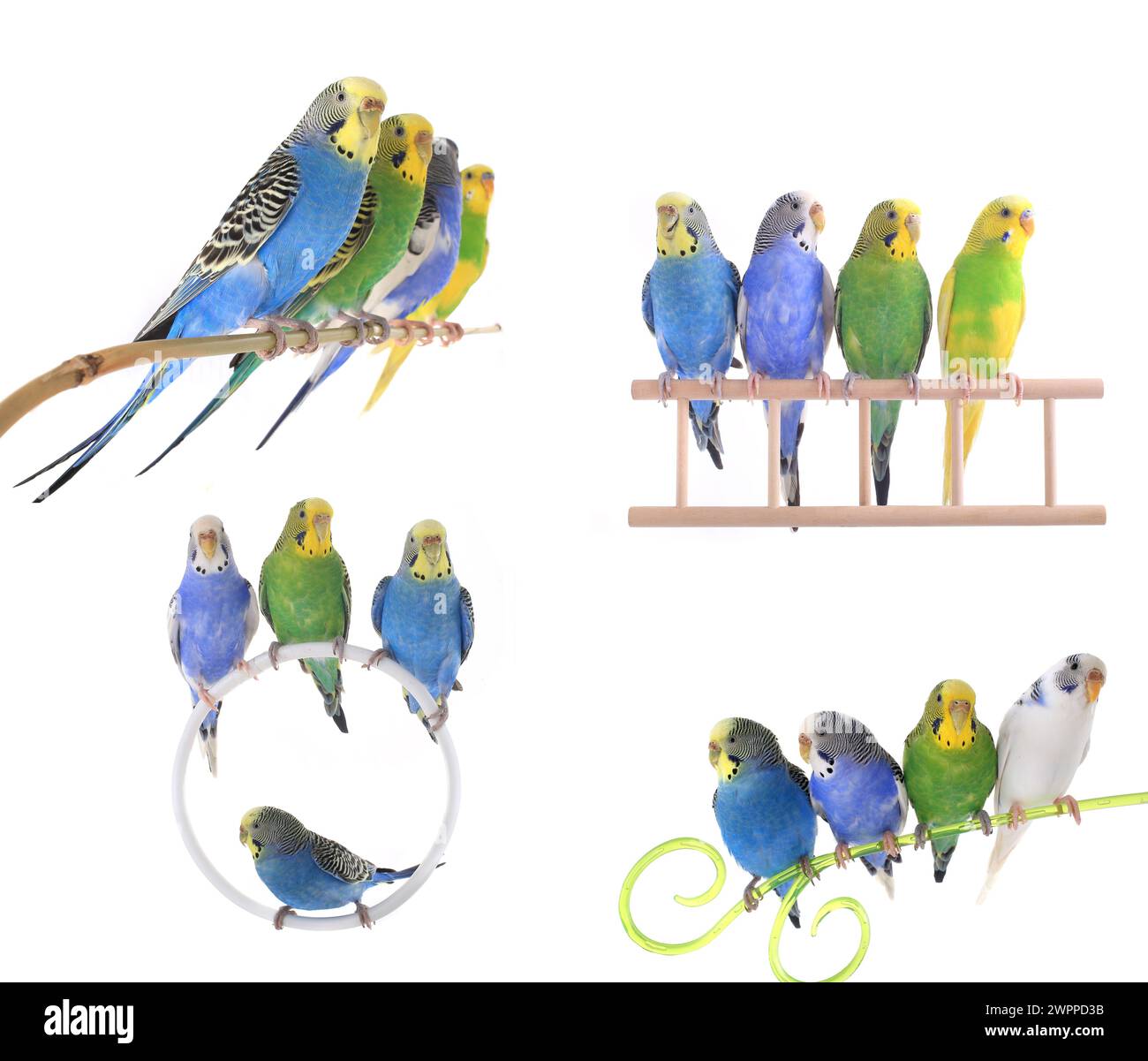 budgerigars australian parakeets isolated on white background Stock ...
