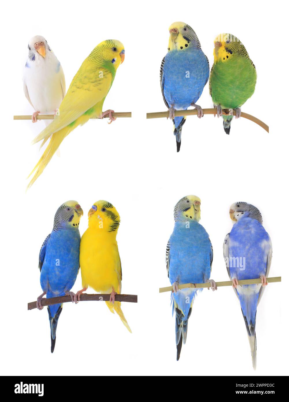 blue budgie isolated on white background Stock Photo - Alamy