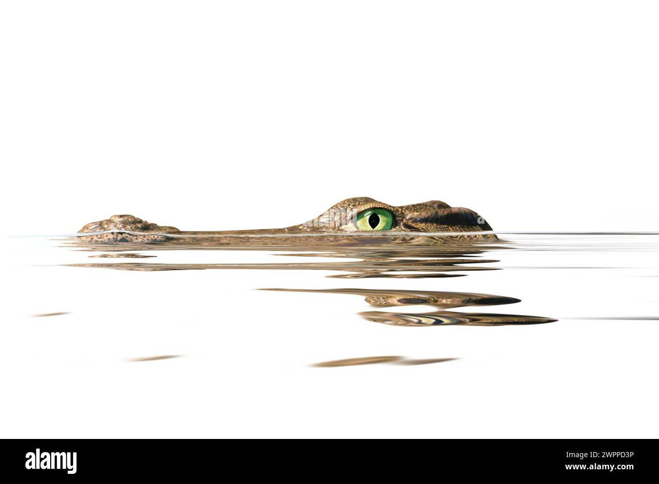 Alligator mouth detail Cut Out Stock Images & Pictures - Alamy