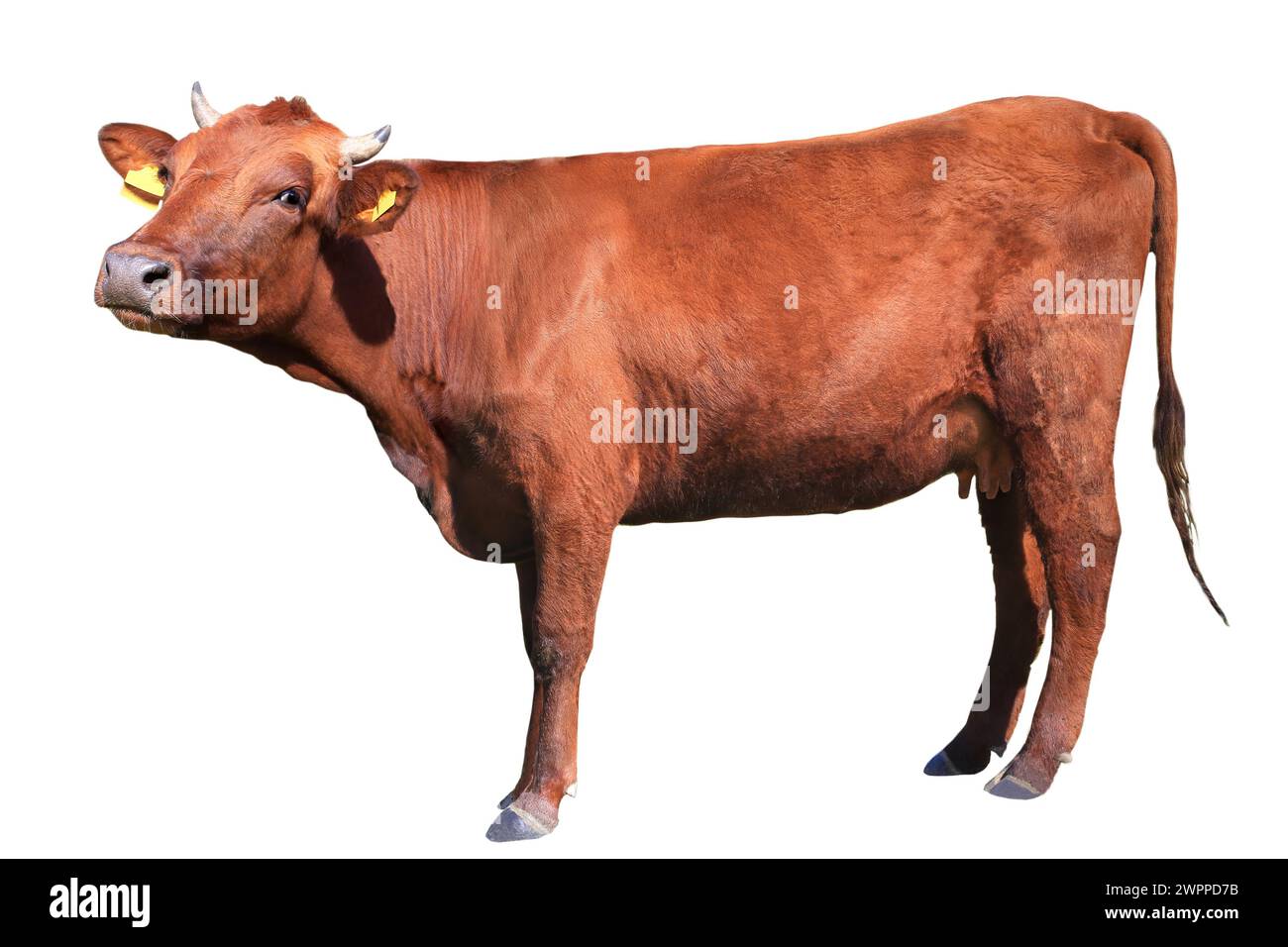 brown cow isolated on white background Stock Photo - Alamy