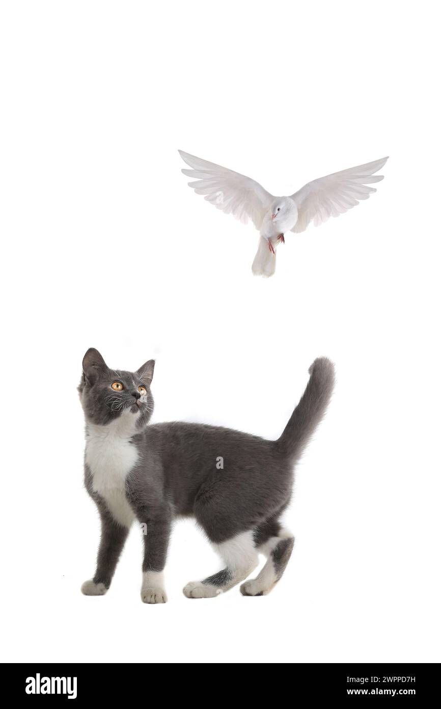 cat and free flying white dove isolated on a white background Stock ...