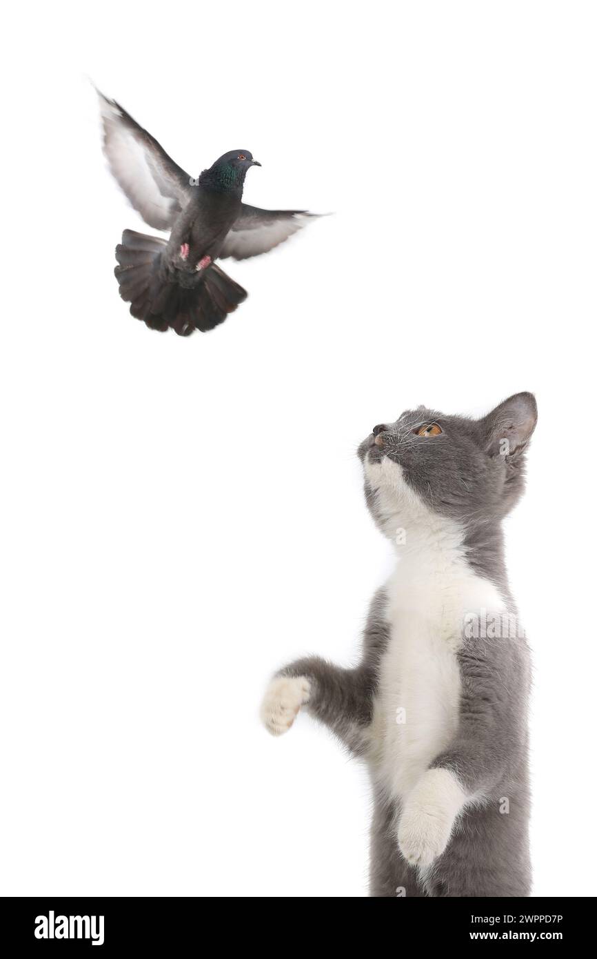 cat and free flying white dove isolated on a white background Stock ...