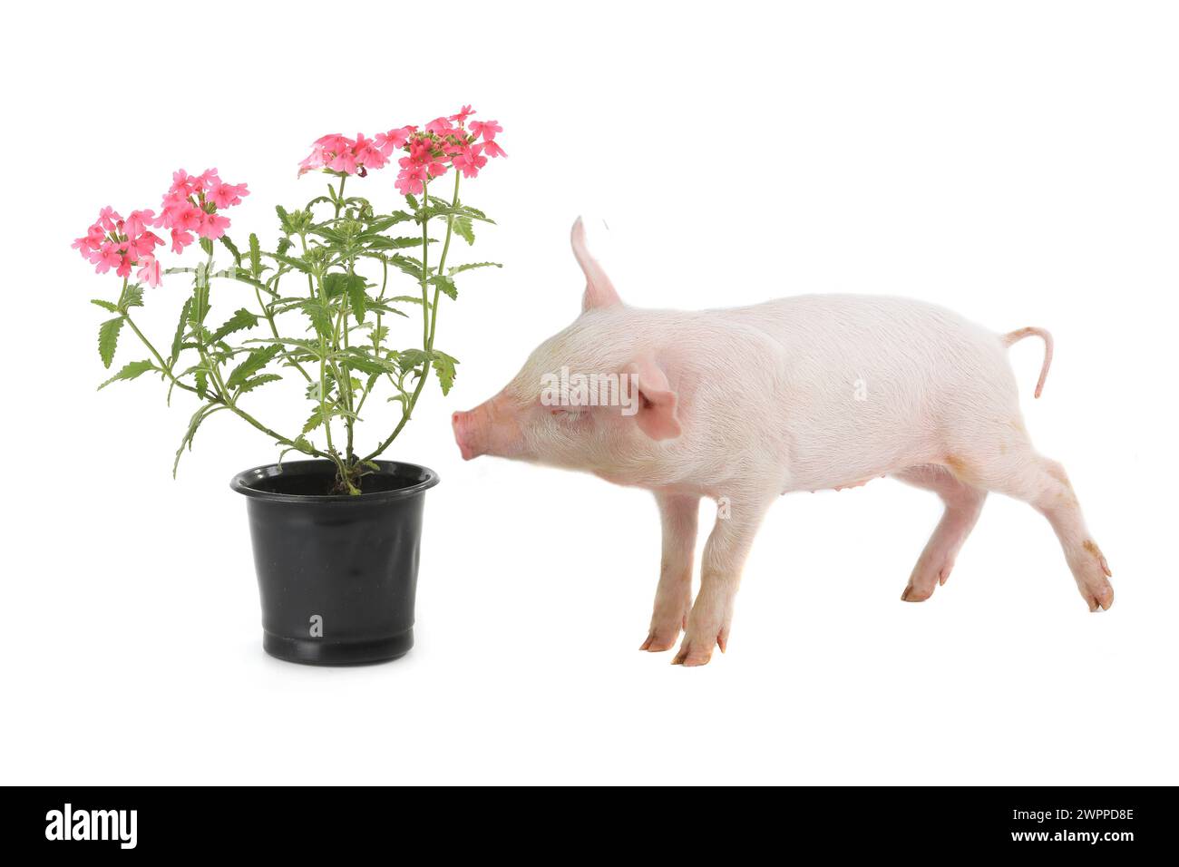 pig smells flowers on a white background Stock Photo - Alamy