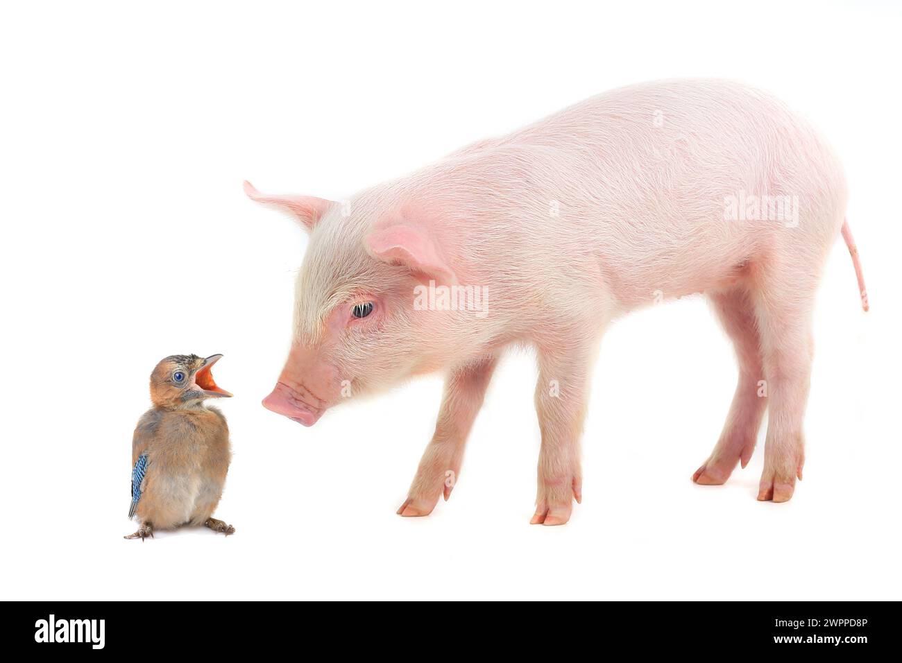 baby bird and pig on a white background. studio Stock Photo - Alamy