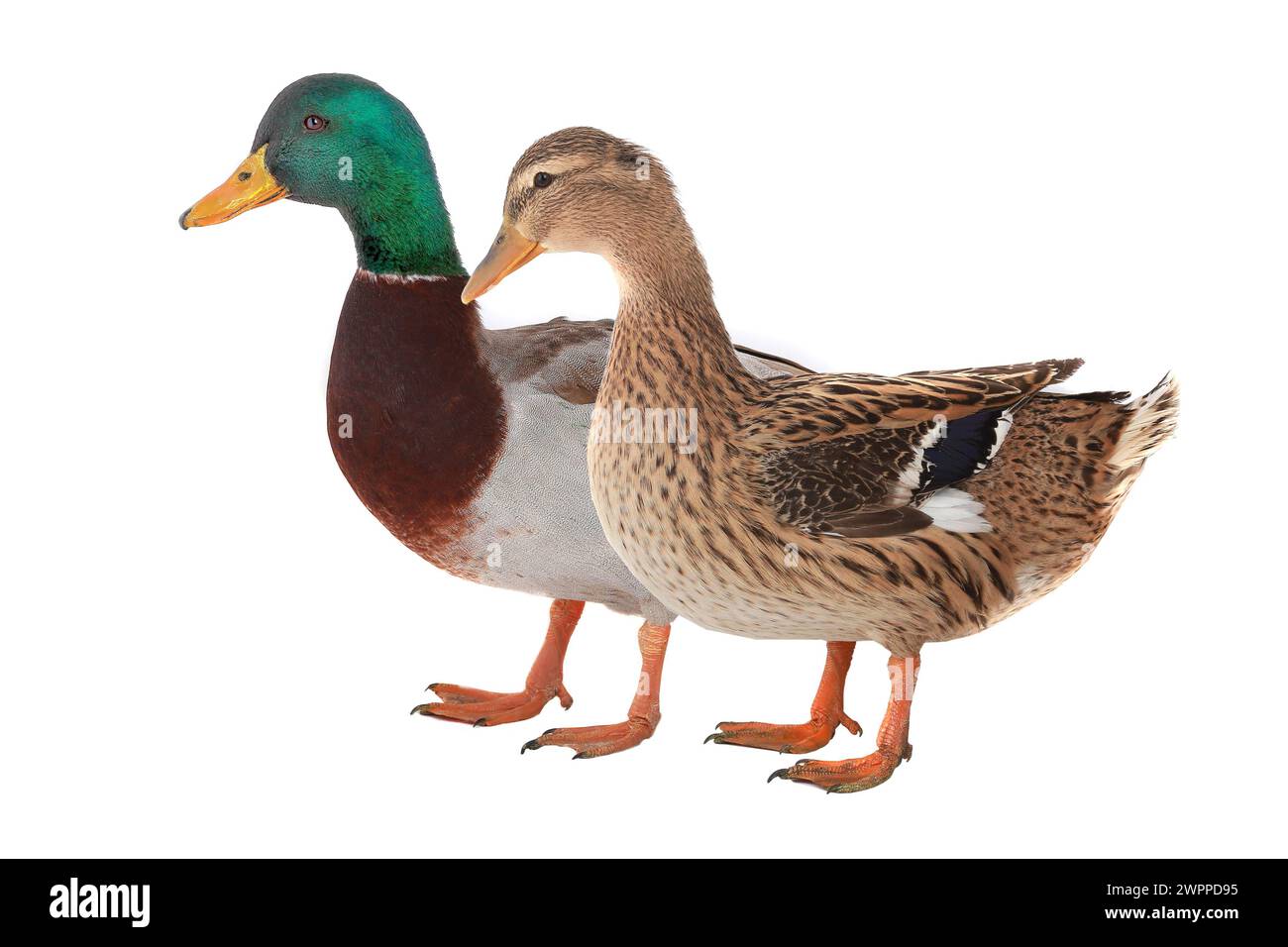 duck on a white background Stock Photo - Alamy