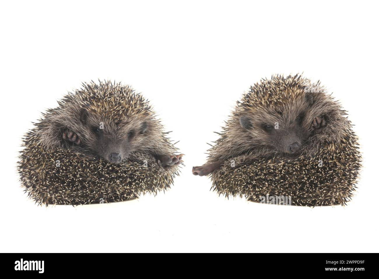 two hedgehog isolated on white background Stock Photo - Alamy