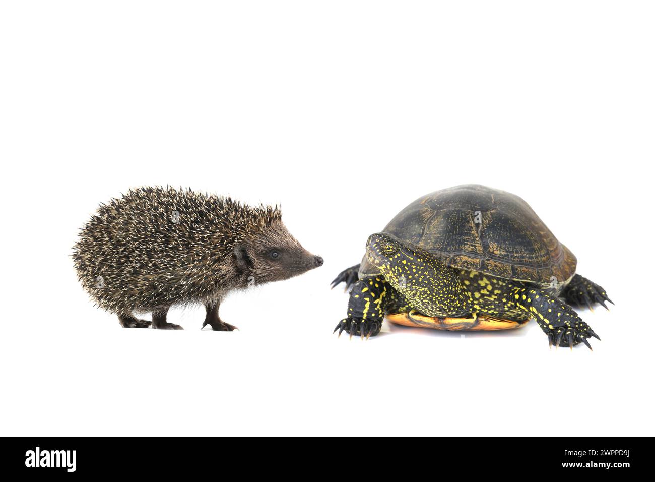 turtle and hedgehog isolated on white background Stock Photo - Alamy