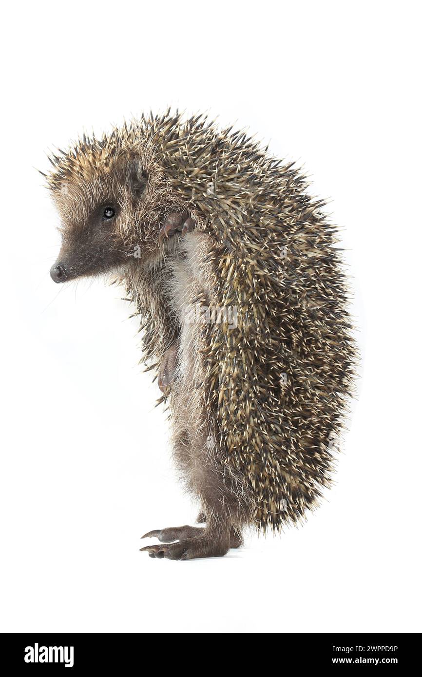hedgehog isolated on white background Stock Photo - Alamy