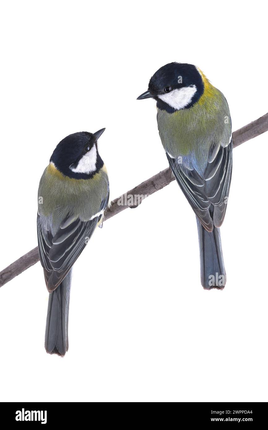 two titmouse on a white background Stock Photo - Alamy