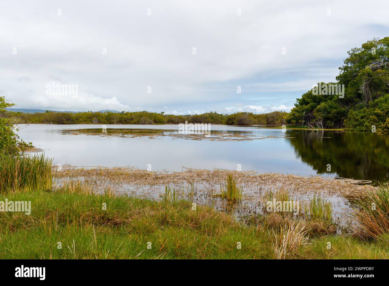 Pozas verdes hi-res stock photography and images - Alamy
