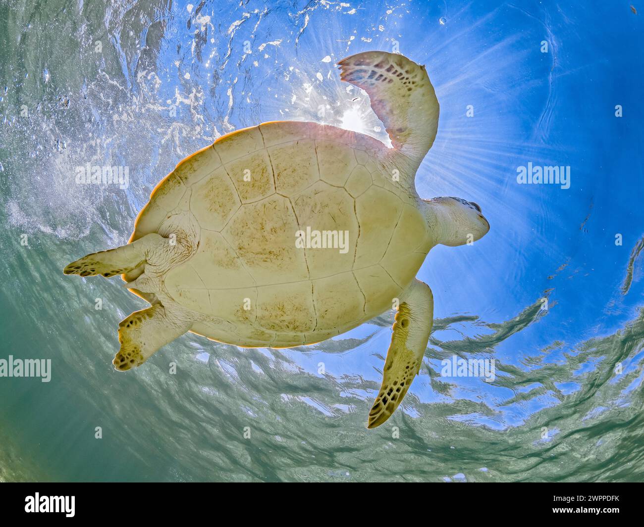 green sea turtle, Chelonia mydas, Grand Cayman, Cayman Islands ...