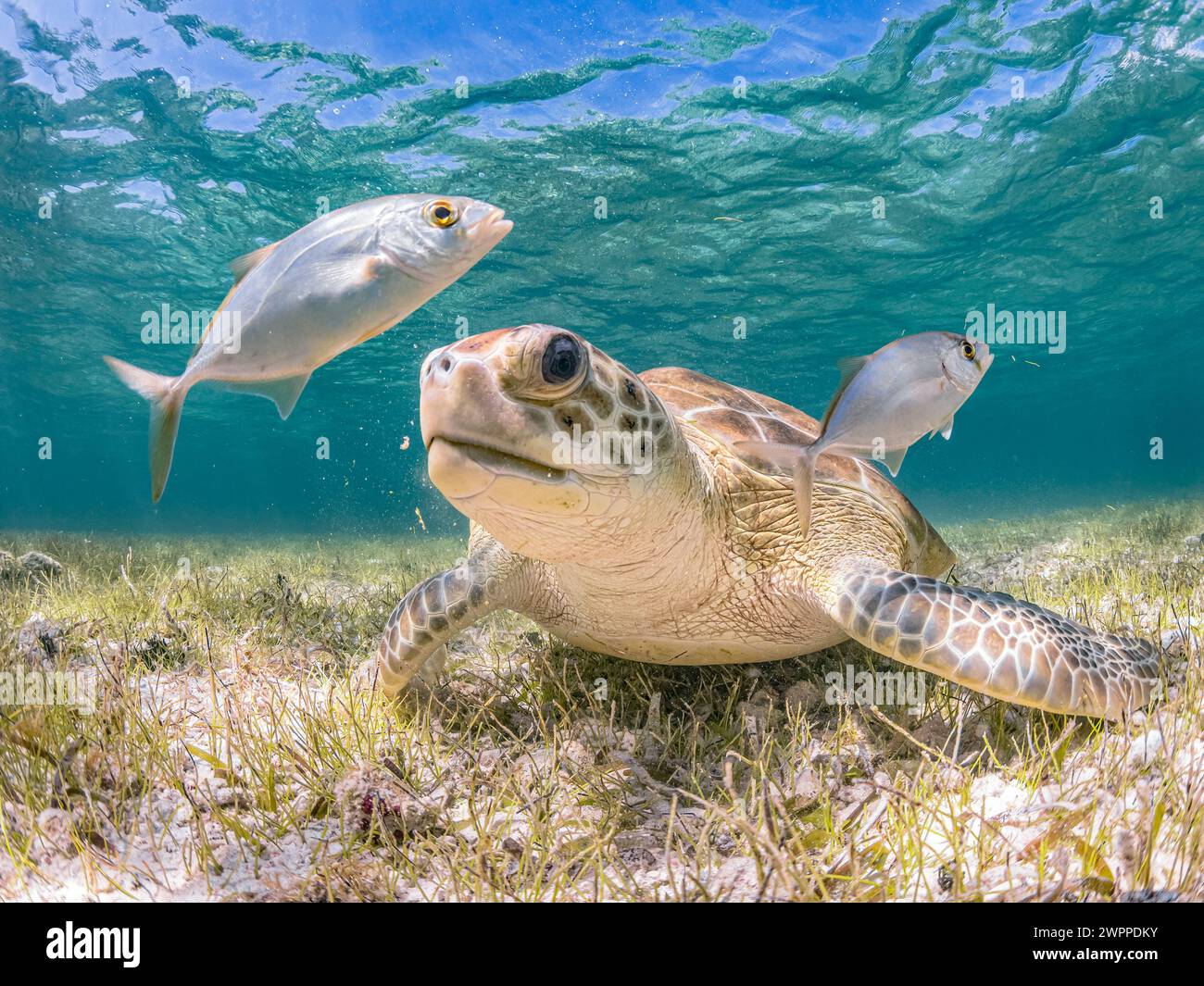 Turtle eating fish hi-res stock photography and images - Alamy