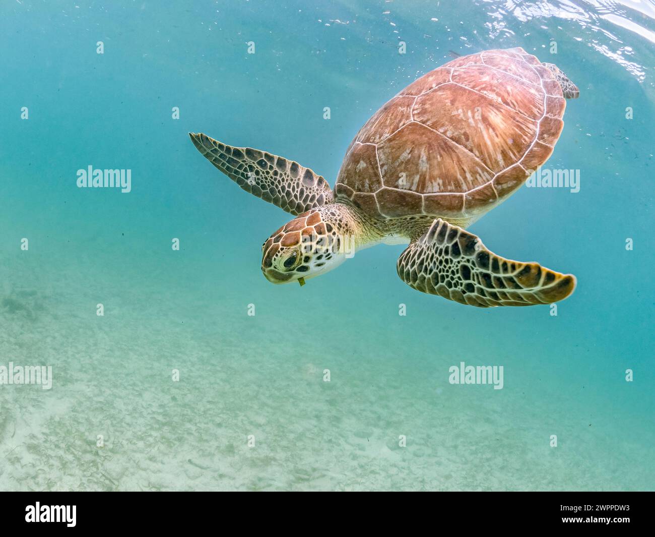 green sea turtle, Chelonia mydas, Grand Cayman, Cayman Islands ...