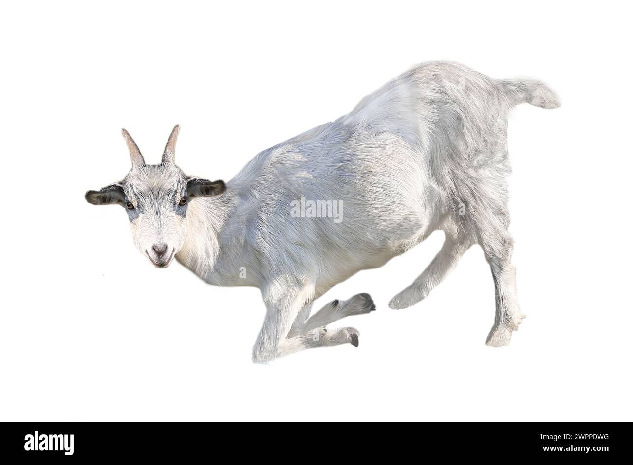 goat isolated on a white background Stock Photo - Alamy