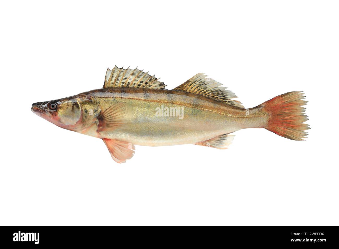 Fresh seafood sale pike Cut Out Stock Images & Pictures - Alamy
