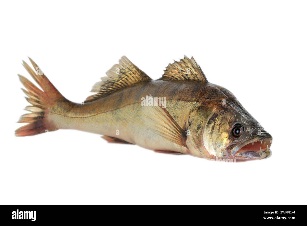 Large pike perch isolated on a white background Stock Photo - Alamy
