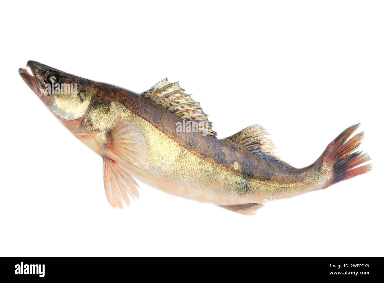Fresh seafood sale pike Cut Out Stock Images & Pictures - Alamy
