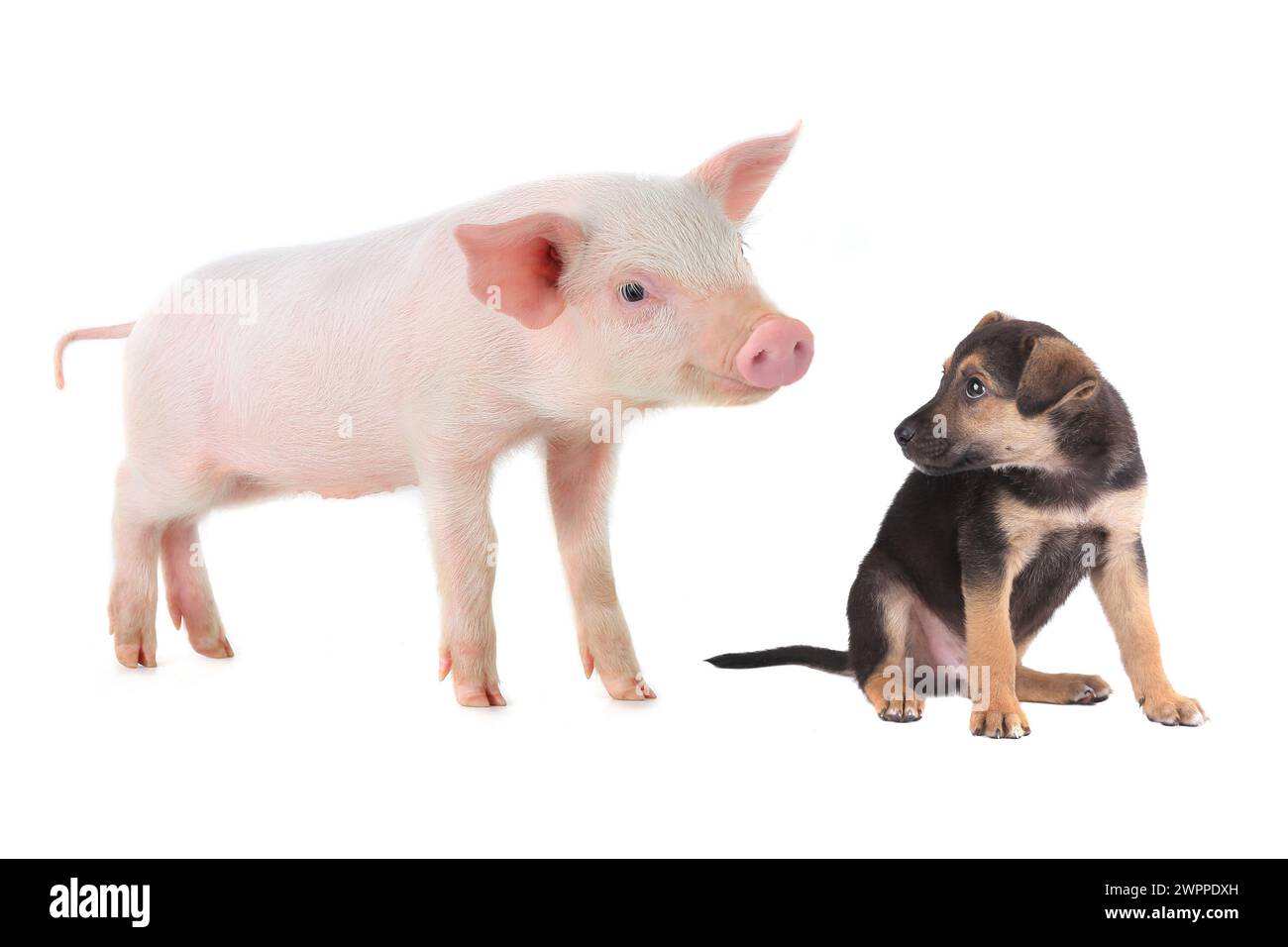 Pig and dog Cut Out Stock Images & Pictures - Alamy