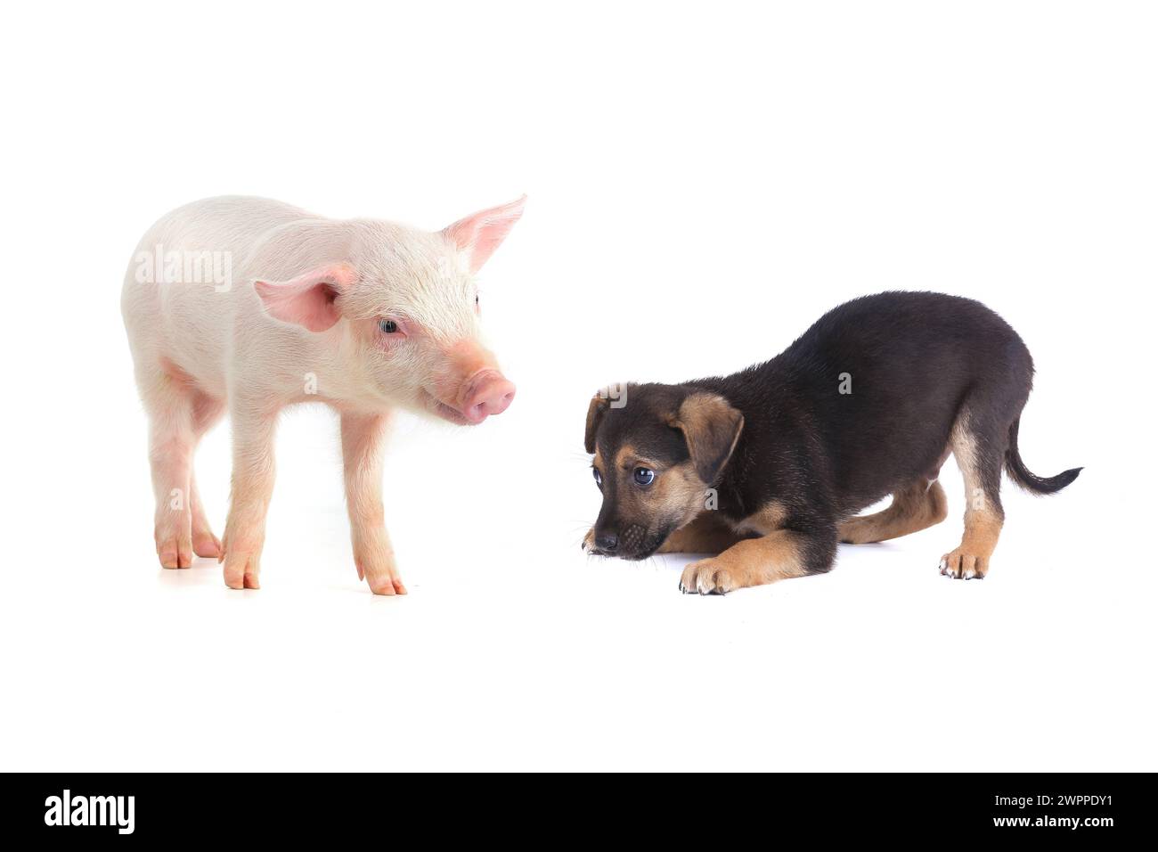 Pig and dog Cut Out Stock Images & Pictures - Alamy
