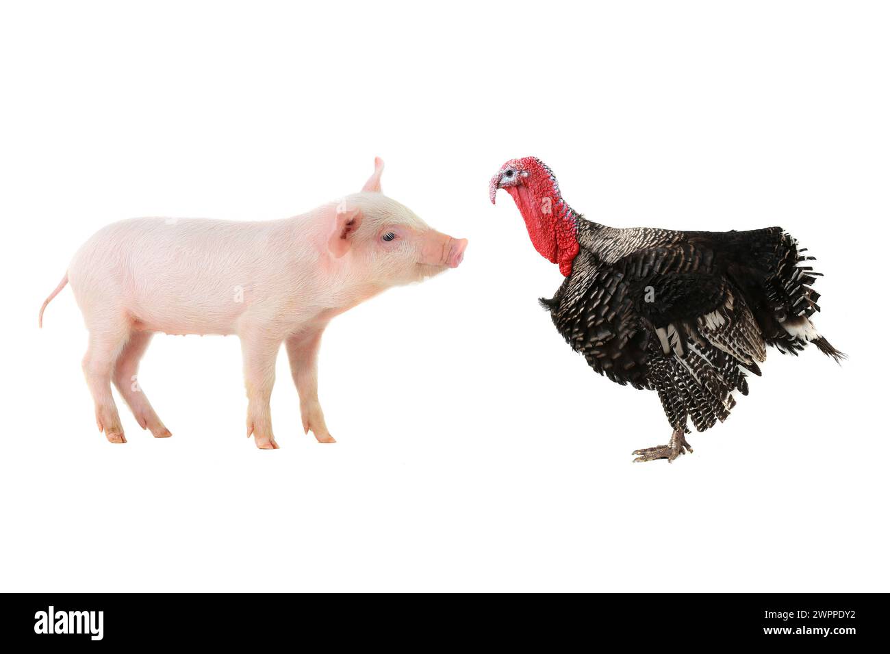 Turkey and pig isolated on a white background Stock Photo - Alamy