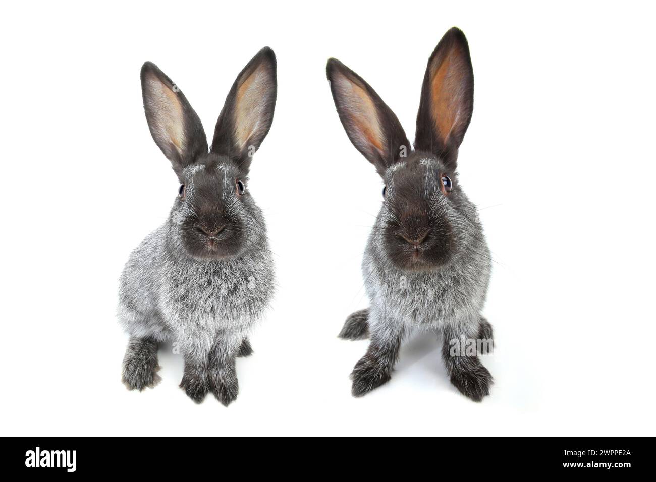 Happy easter day rabbit Cut Out Stock Images & Pictures - Alamy