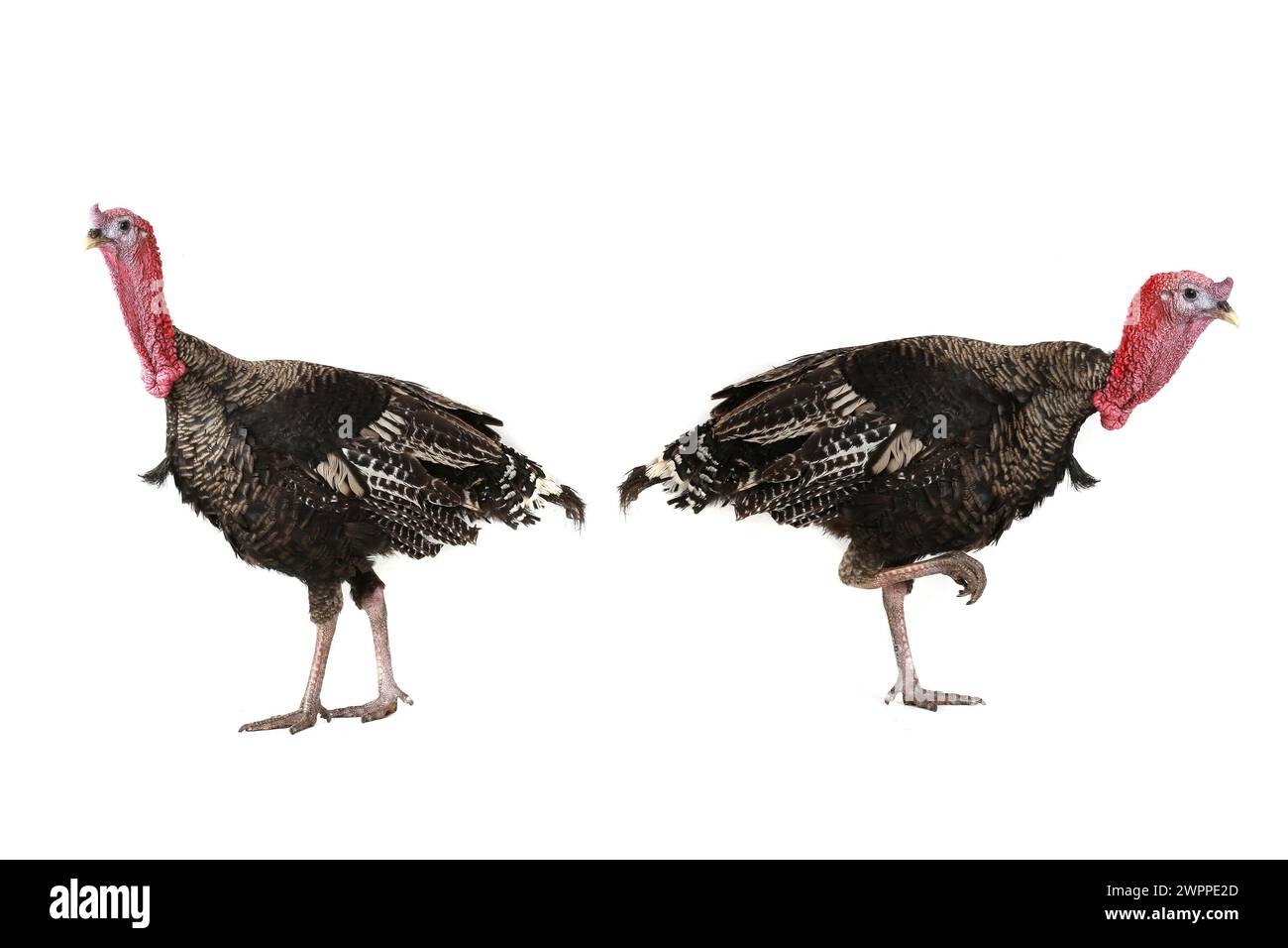 Turkey isolated on a white background Stock Photo - Alamy