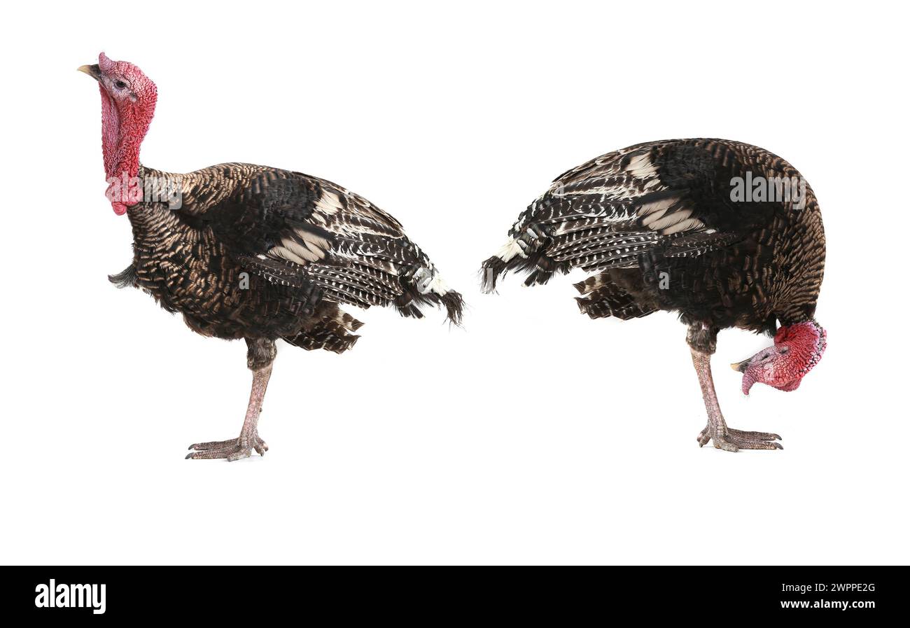 Turkey isolated on a white background Stock Photo - Alamy
