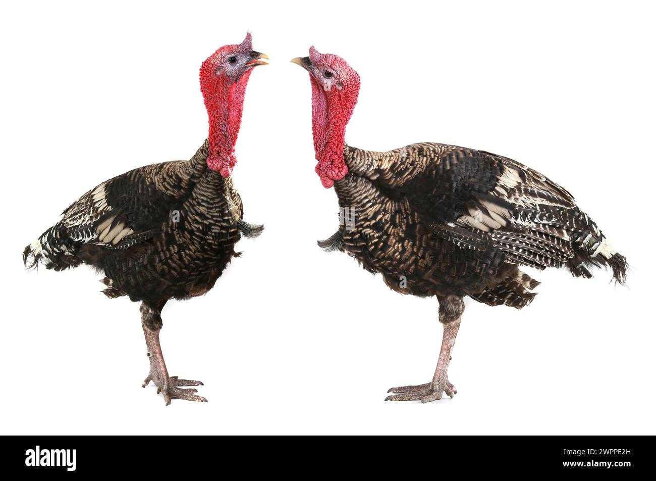 Turkey isolated on a white background Stock Photo - Alamy