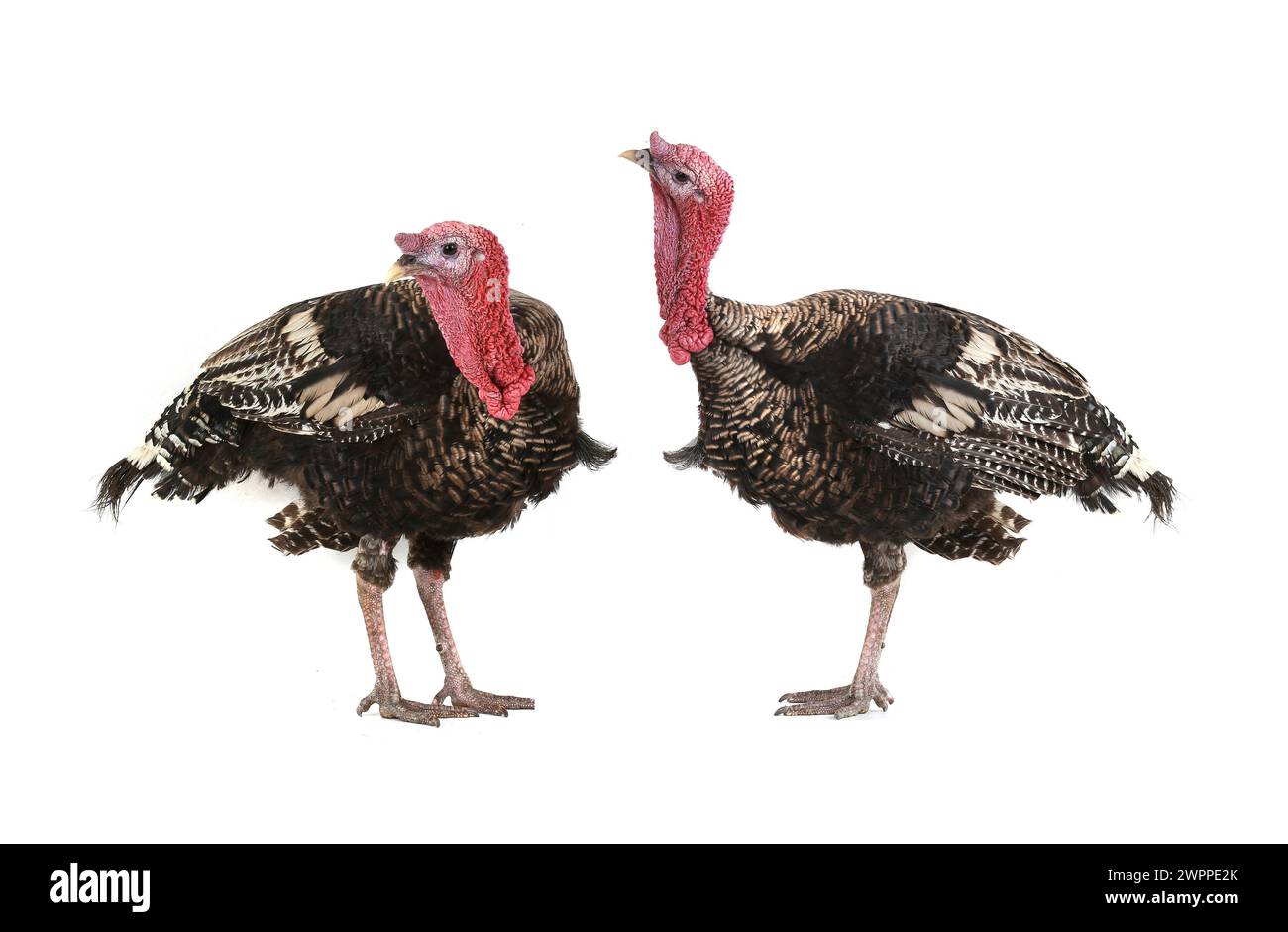 Turkey isolated on a white background Stock Photo - Alamy