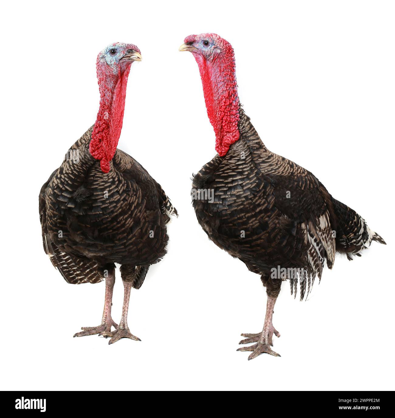 Turkey isolated on a white background Stock Photo - Alamy