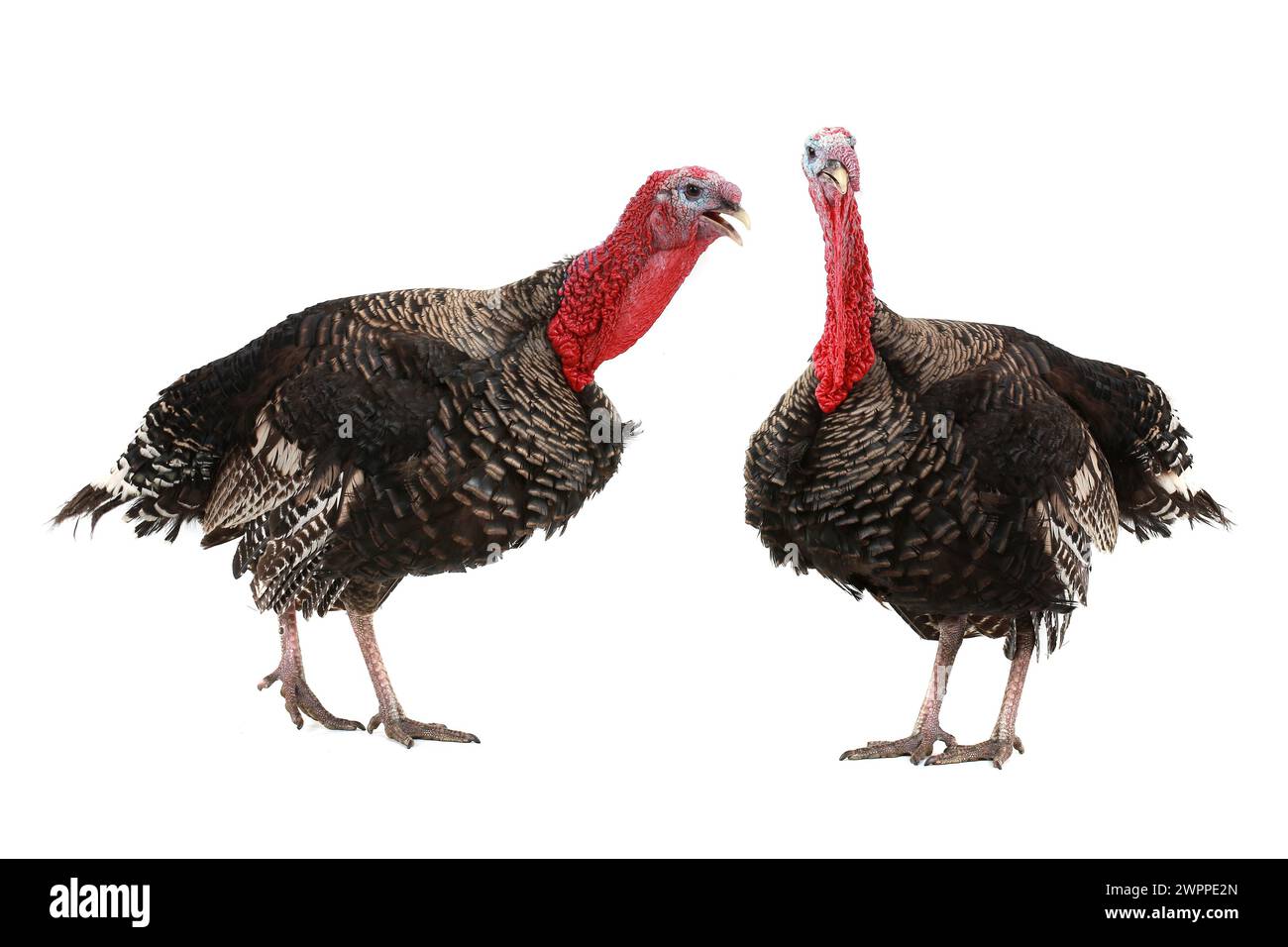 Turkey isolated on a white background Stock Photo - Alamy