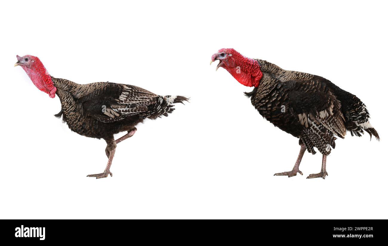 Turkey isolated on a white background Stock Photo - Alamy