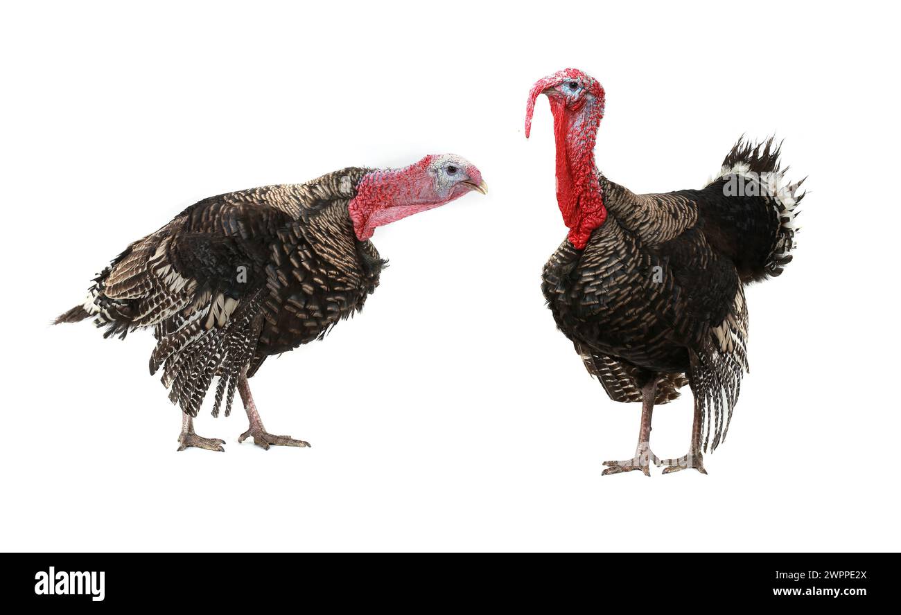 Turkey isolated on a white background Stock Photo - Alamy