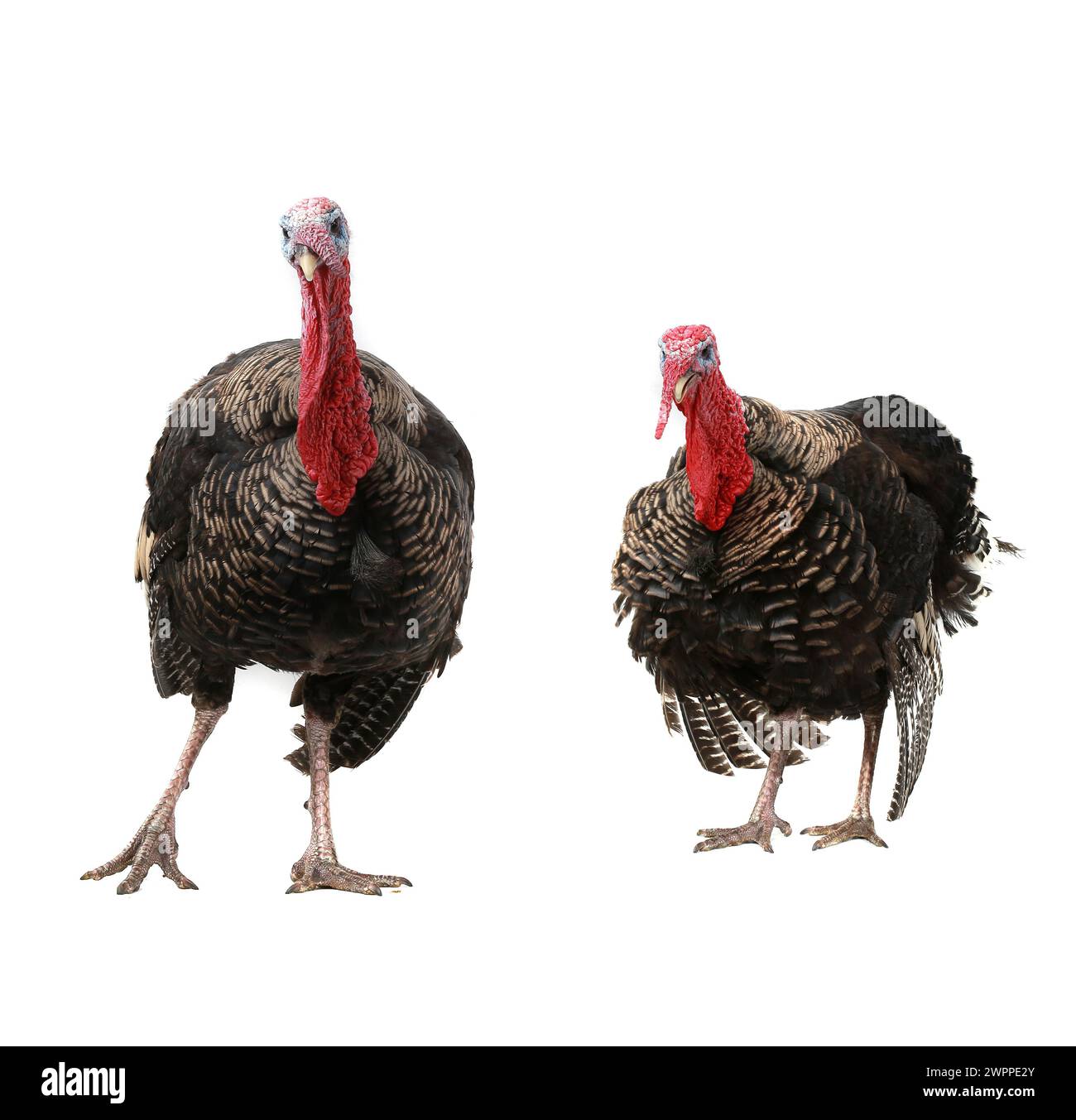 Turkey isolated on a white background Stock Photo - Alamy