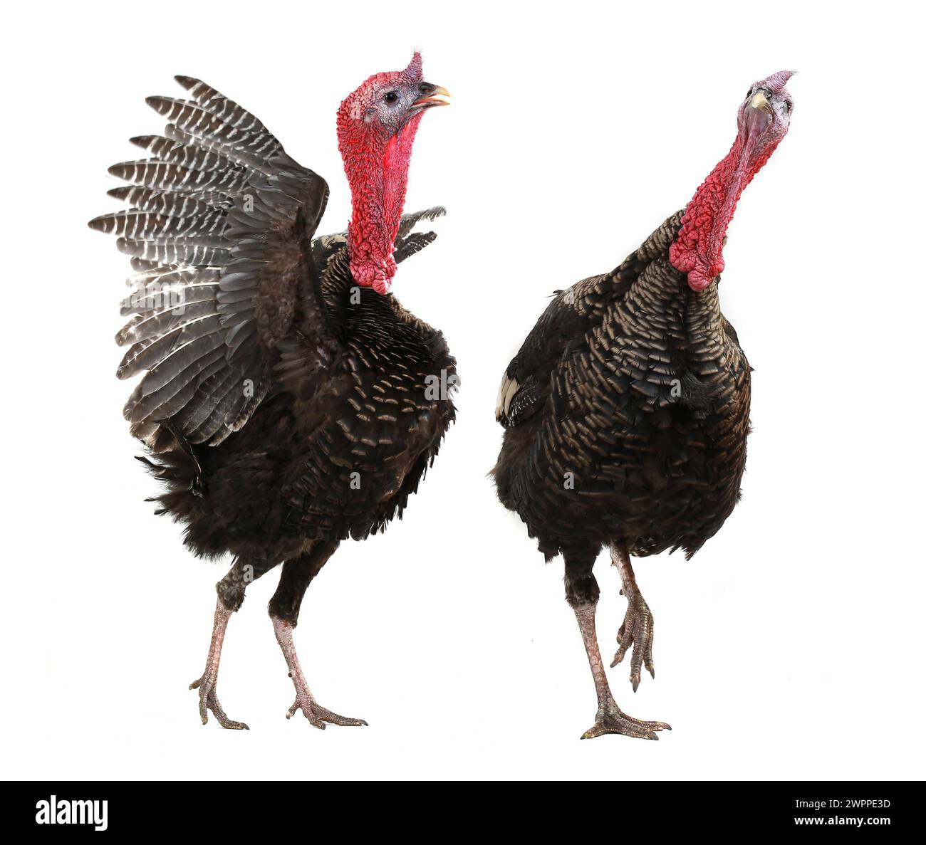 Turkey isolated on a white background Stock Photo - Alamy