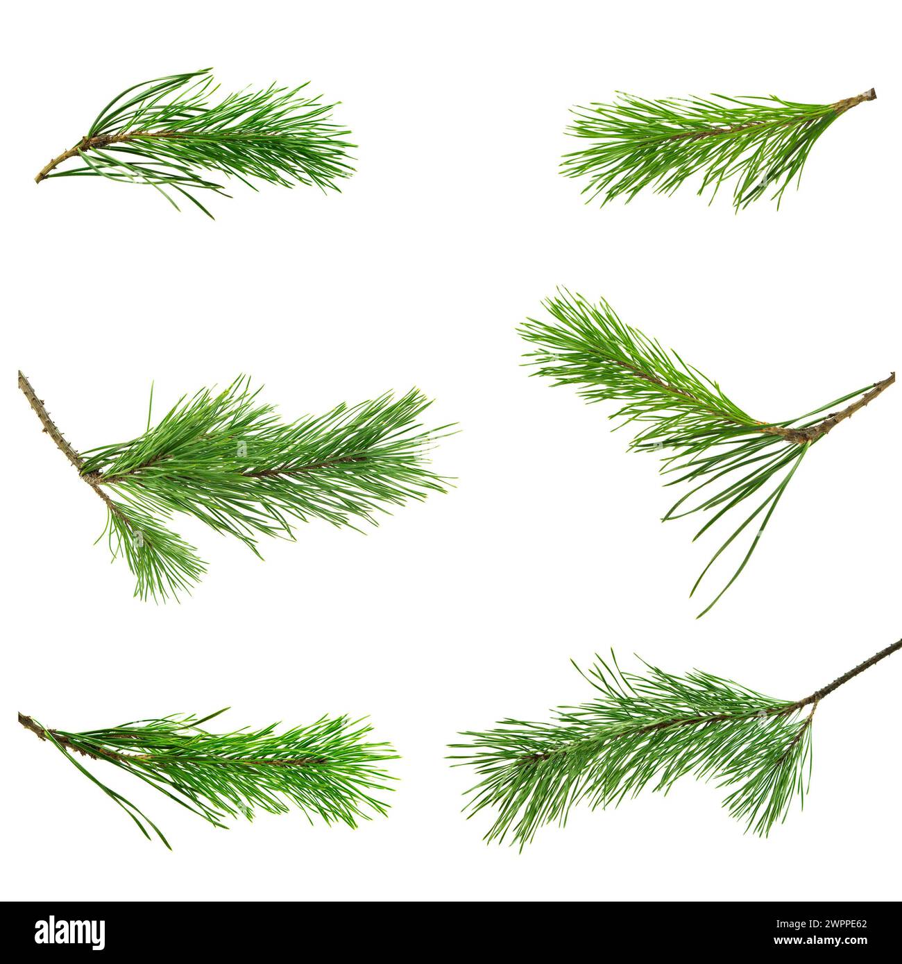 Pine tree set, isolated. Spruce branch, pine tree. Christmas plant ...