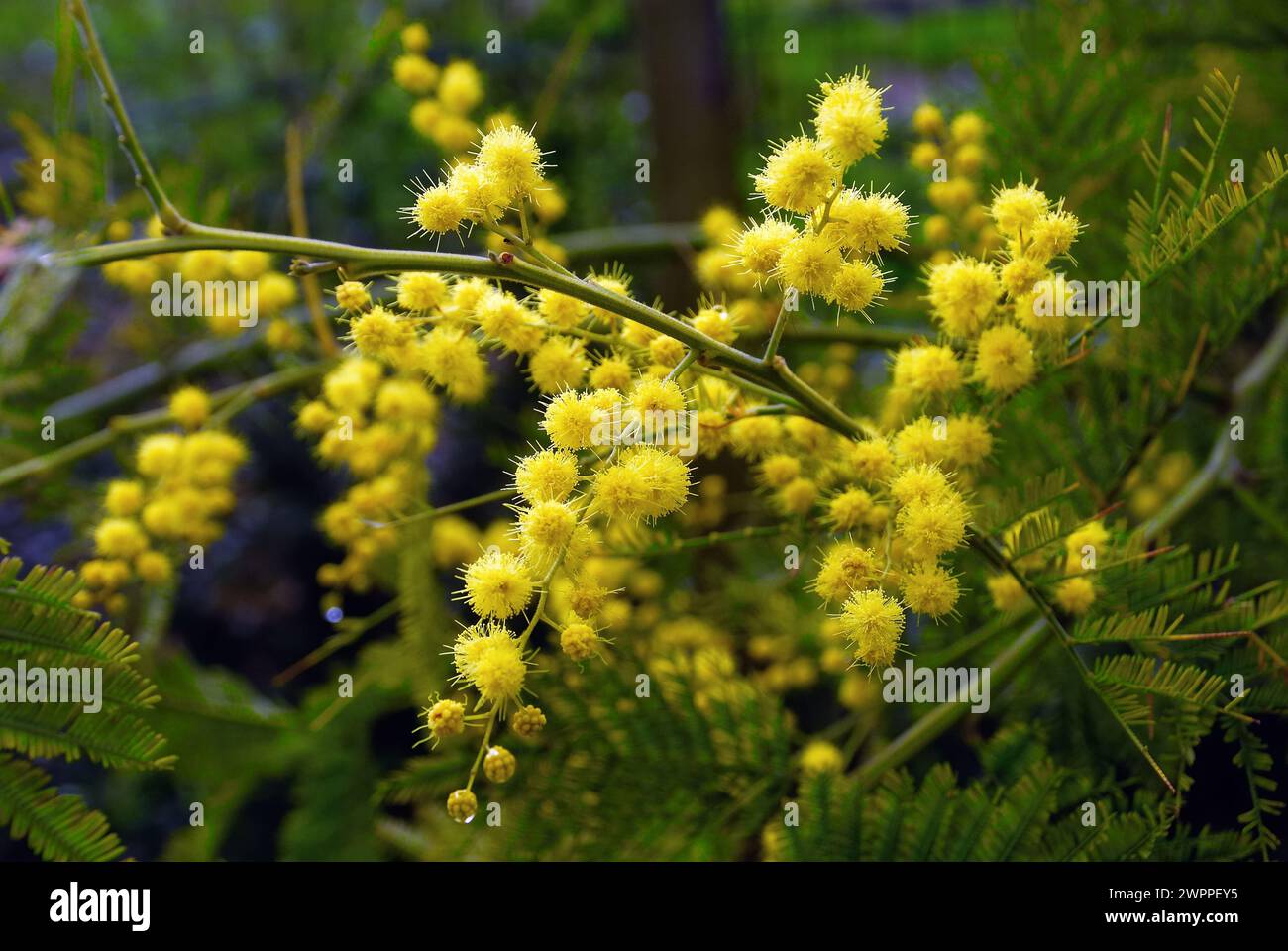 the silver wattle, blue wattle or mimosa, is a species of flowering ...