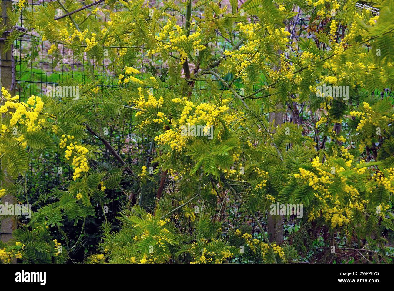 the silver wattle, blue wattle or mimosa, is a species of flowering ...