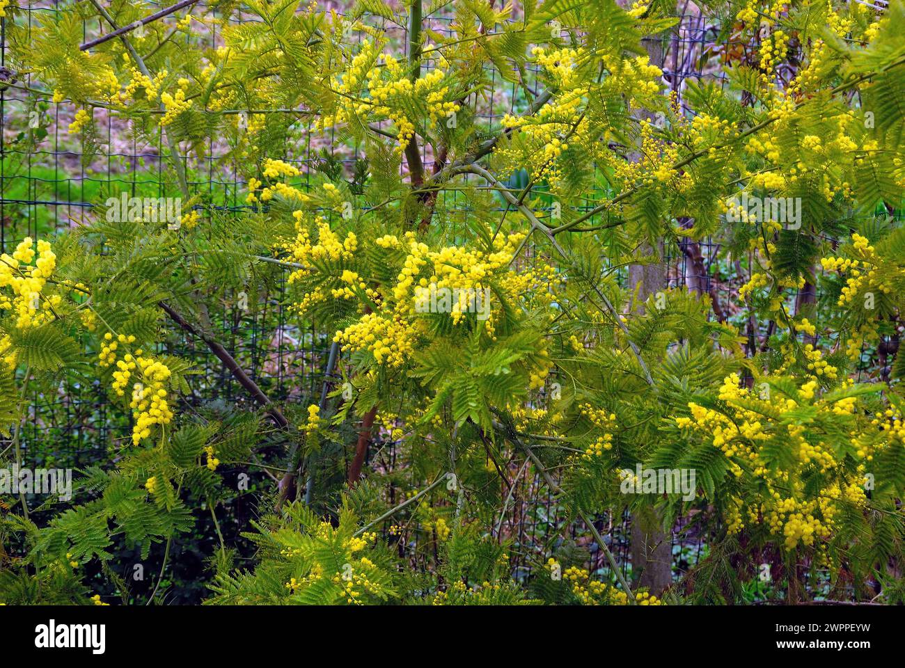 the silver wattle, blue wattle or mimosa, is a species of flowering ...
