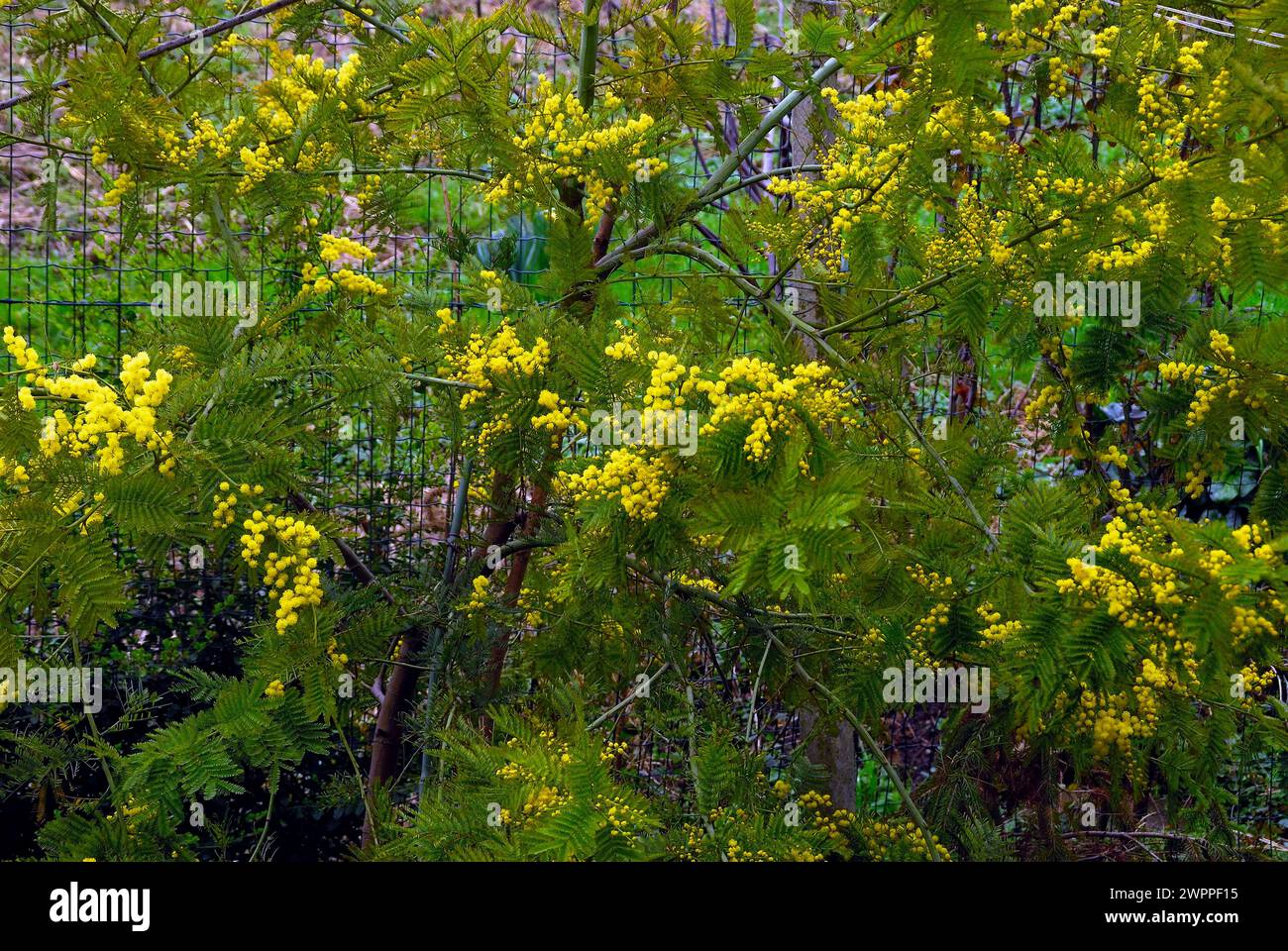 the silver wattle, blue wattle or mimosa, is a species of flowering ...