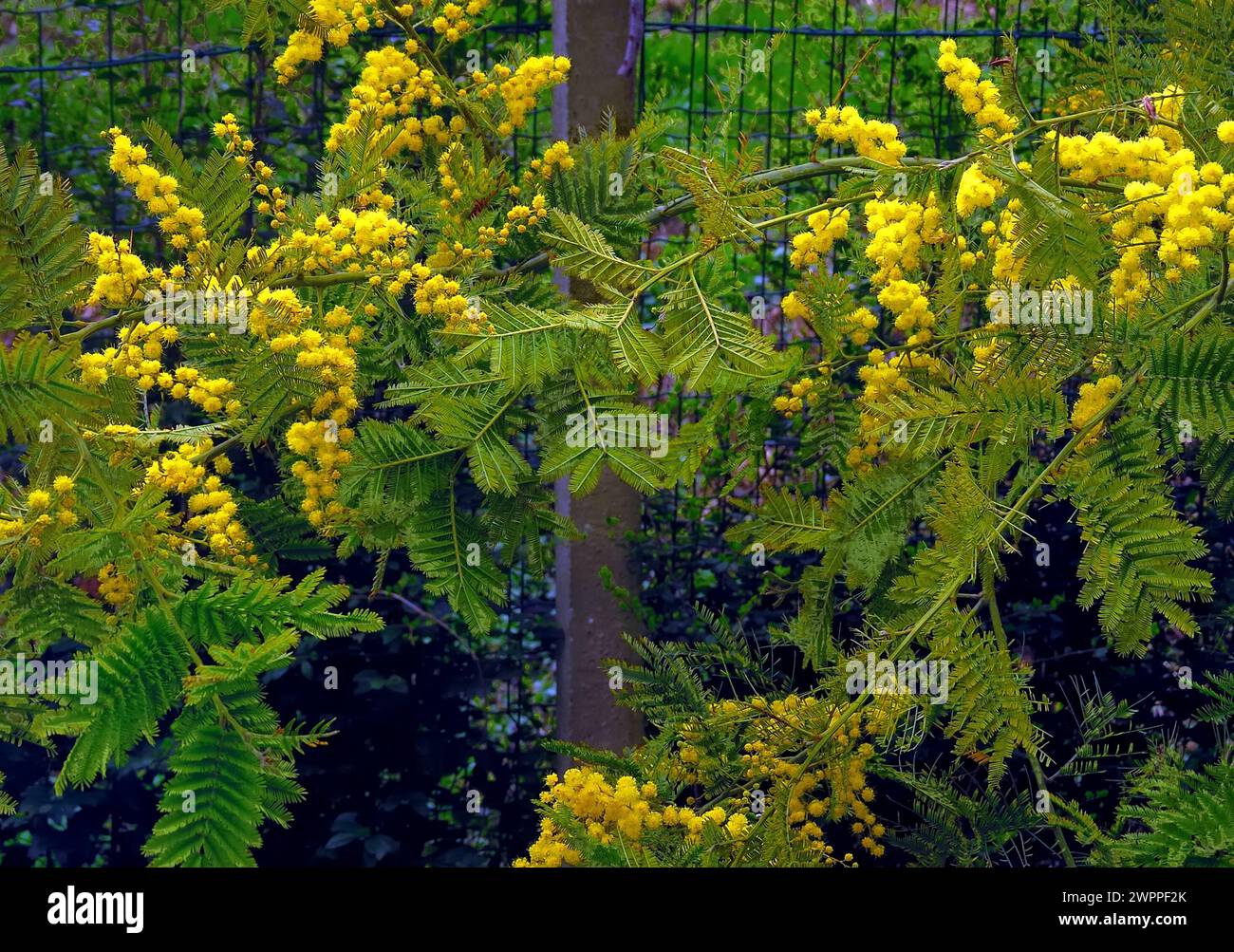 the silver wattle, blue wattle or mimosa, is a species of flowering ...